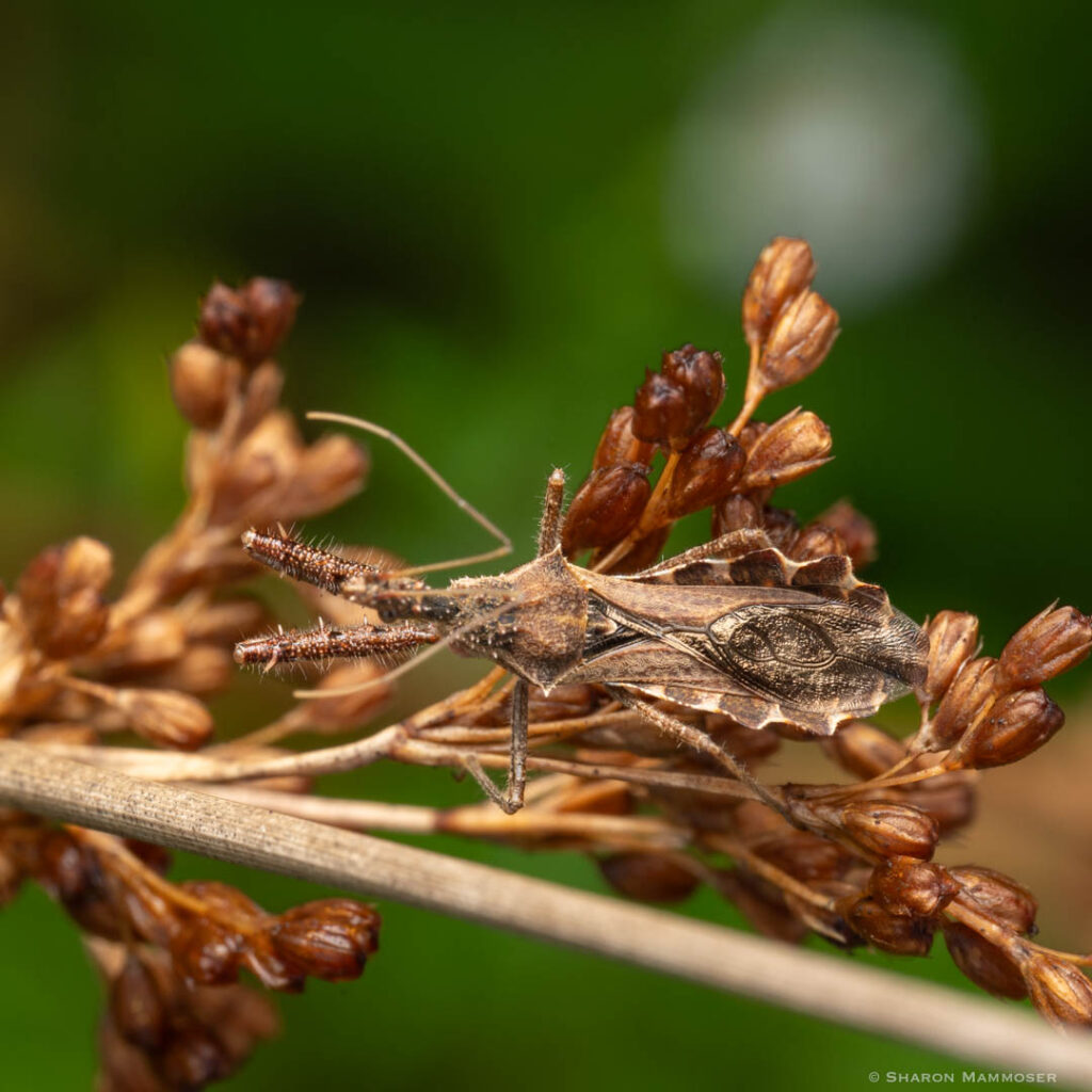 What’s Hiding in the Grass? – Nature for my Soul