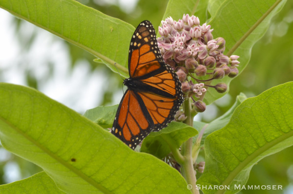 Help Monarchs – Nature for my Soul