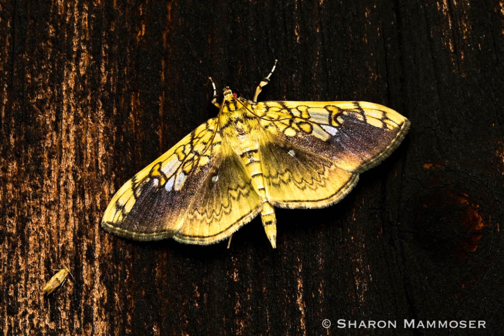 Happy Moth Week! Here’s How You Can Participate – Nature for my Soul