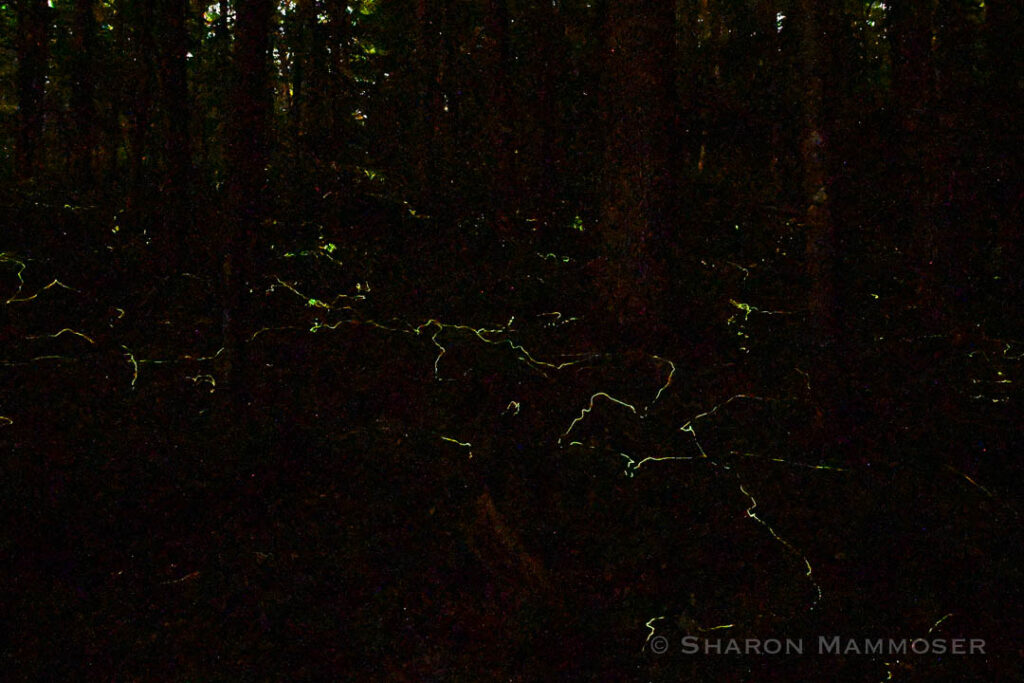 Blue Ghost Fireflies: 5 Things You May Not Know – Nature for my Soul