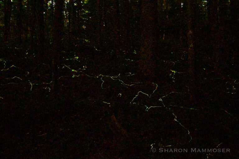 Blue Ghost Fireflies: 5 Things You May Not Know – Nature for my Soul