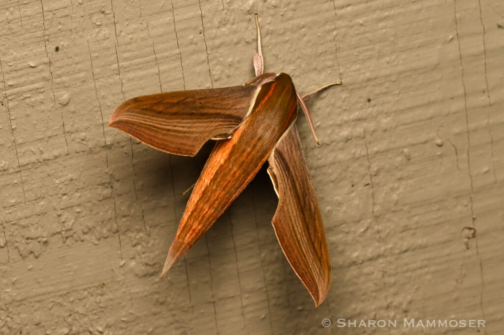 Looking for a Unique, and Kid-Friendly Activity? Try Mothing! It’s ...