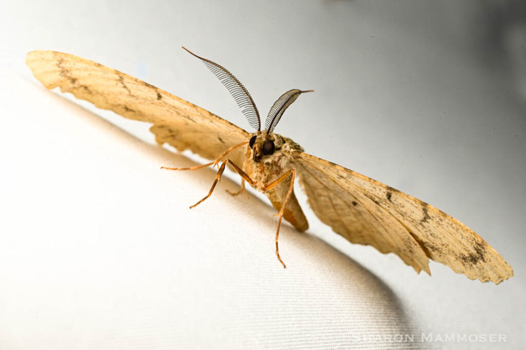 Looking for a Unique, and Kid-Friendly Activity? Try Mothing! It’s ...