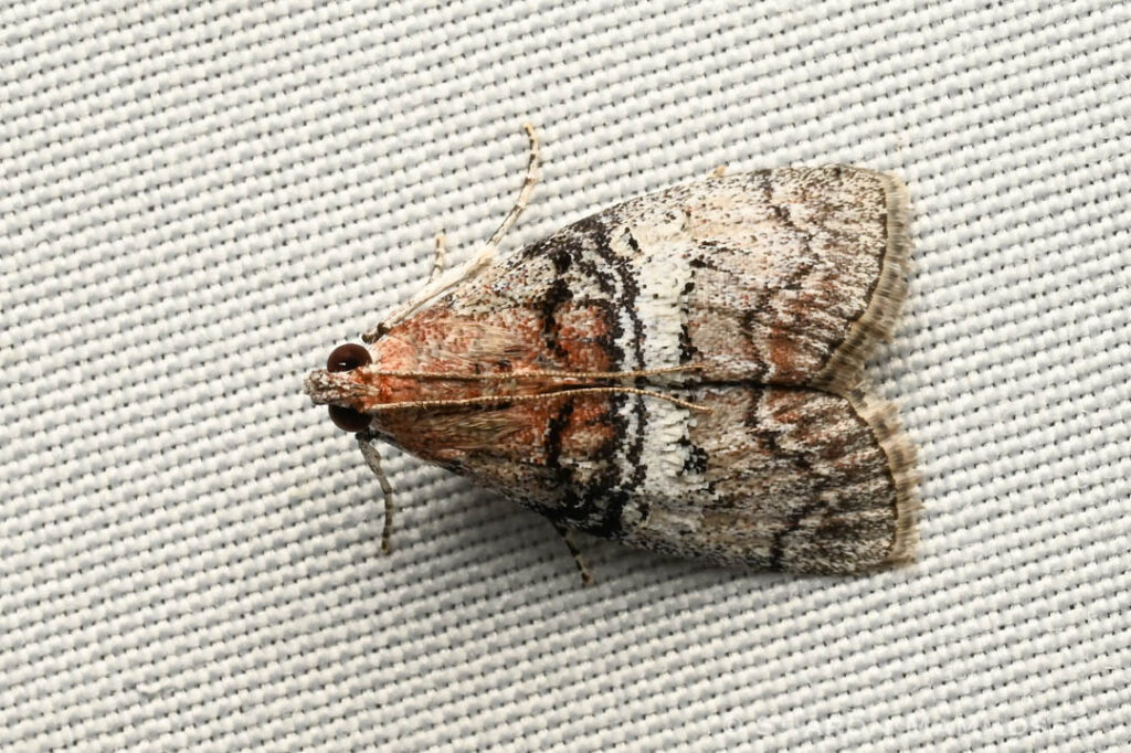 Looking for a Unique, and Kid-Friendly Activity? Try Mothing! It’s ...