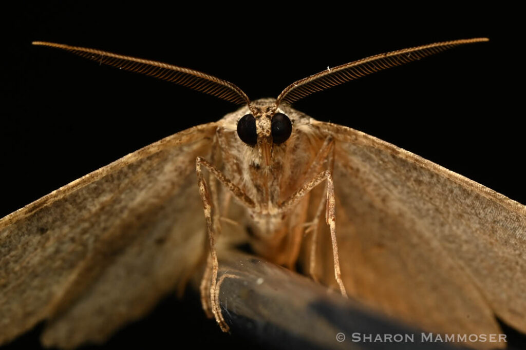 Looking for a Unique, and Kid-Friendly Activity? Try Mothing! It’s ...