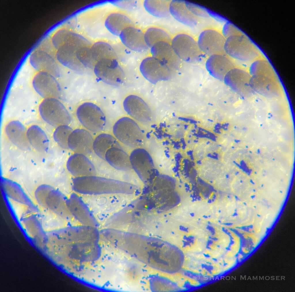 Raise Monarchs? Learn about OE and How You Can Prevent Infections ...