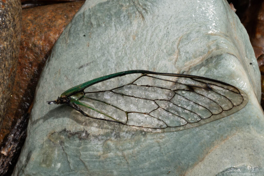 Weekly Puzzler #273: Insect Wing Lined with Green – Nature for my Soul