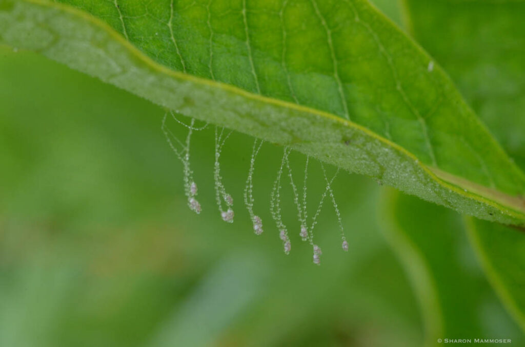 Weekly Puzzler Answer #270 – Nature for my Soul