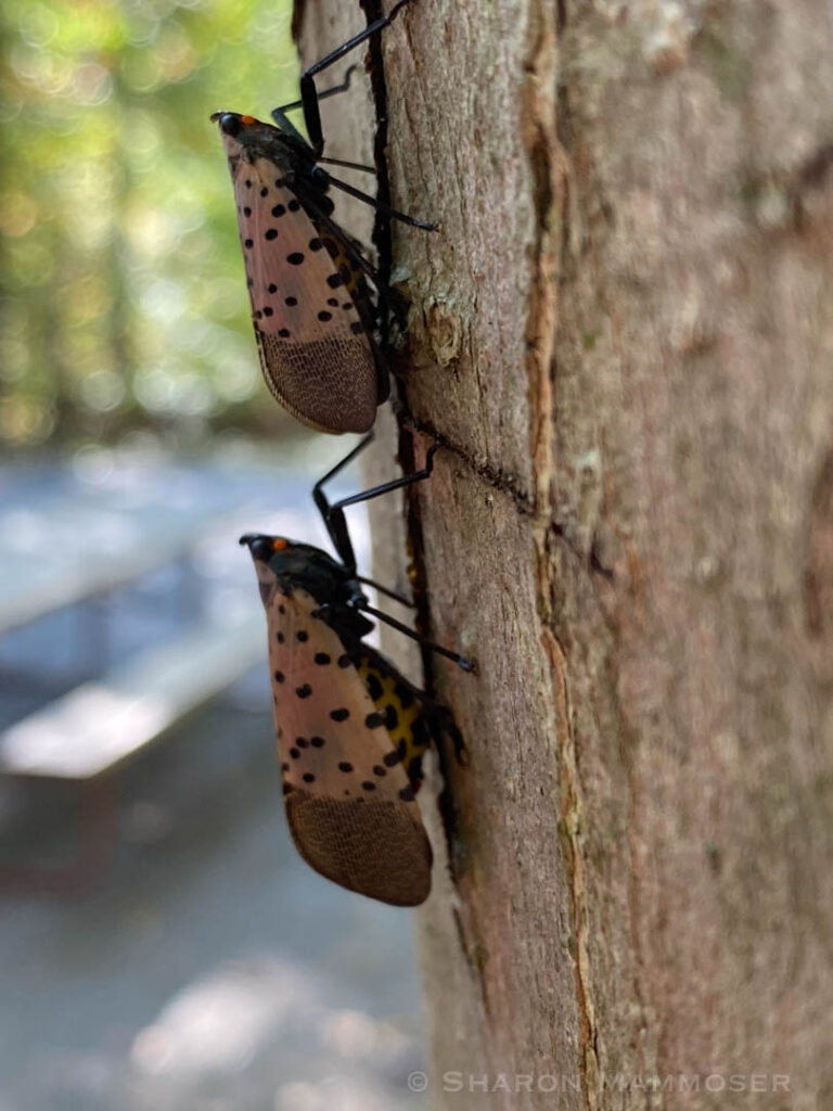 Weekly Puzzler #286: Spotted, Hopping Insect – Nature for my Soul