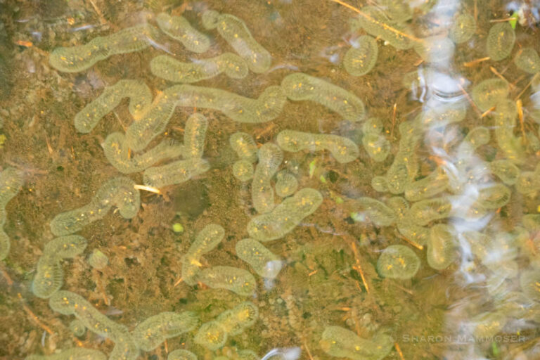 Weekly Puzzler 292: Underwater Gelatinous Blobs – Nature for my Soul