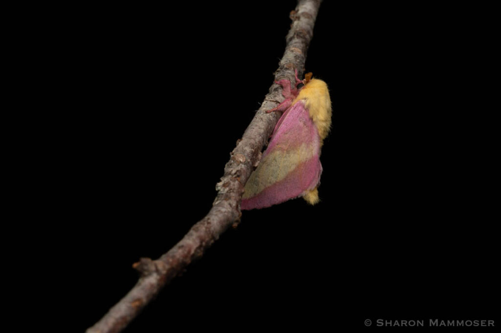 10 Fun Facts About Moths, and Some Photos That May Blow Your Mind ...