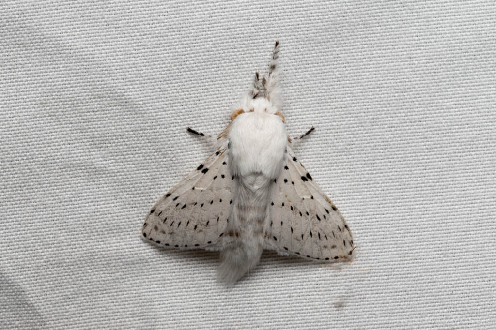 10 Fun Facts About Moths, and Some Photos That May Blow Your Mind ...