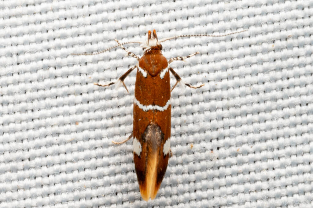 10 Fun Facts About Moths, and Some Photos That May Blow Your Mind ...