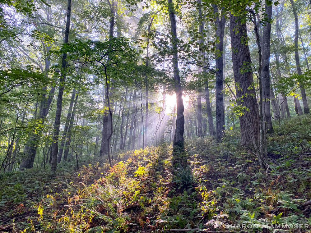Lingering in Happiness – Nature for my Soul