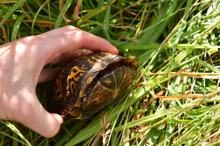 What?! I Had No Idea: Box Turtles – Nature for my Soul